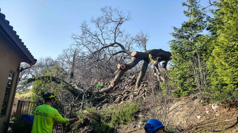 Tree Pro Tree Service Inc.